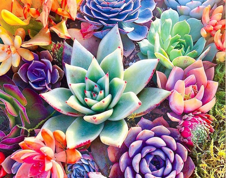 Colorful Paint by Numbers – DIVEROS