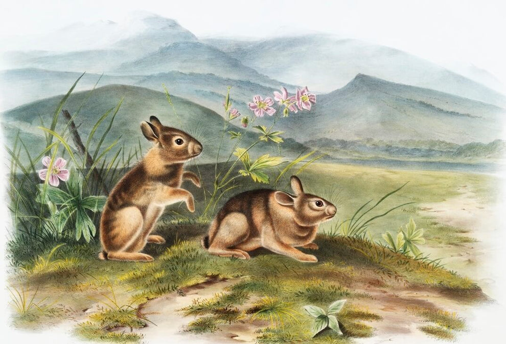 Buy Two Hares in the Valley Mural Wallpaper (SqM) at 20% off – DIVEROS